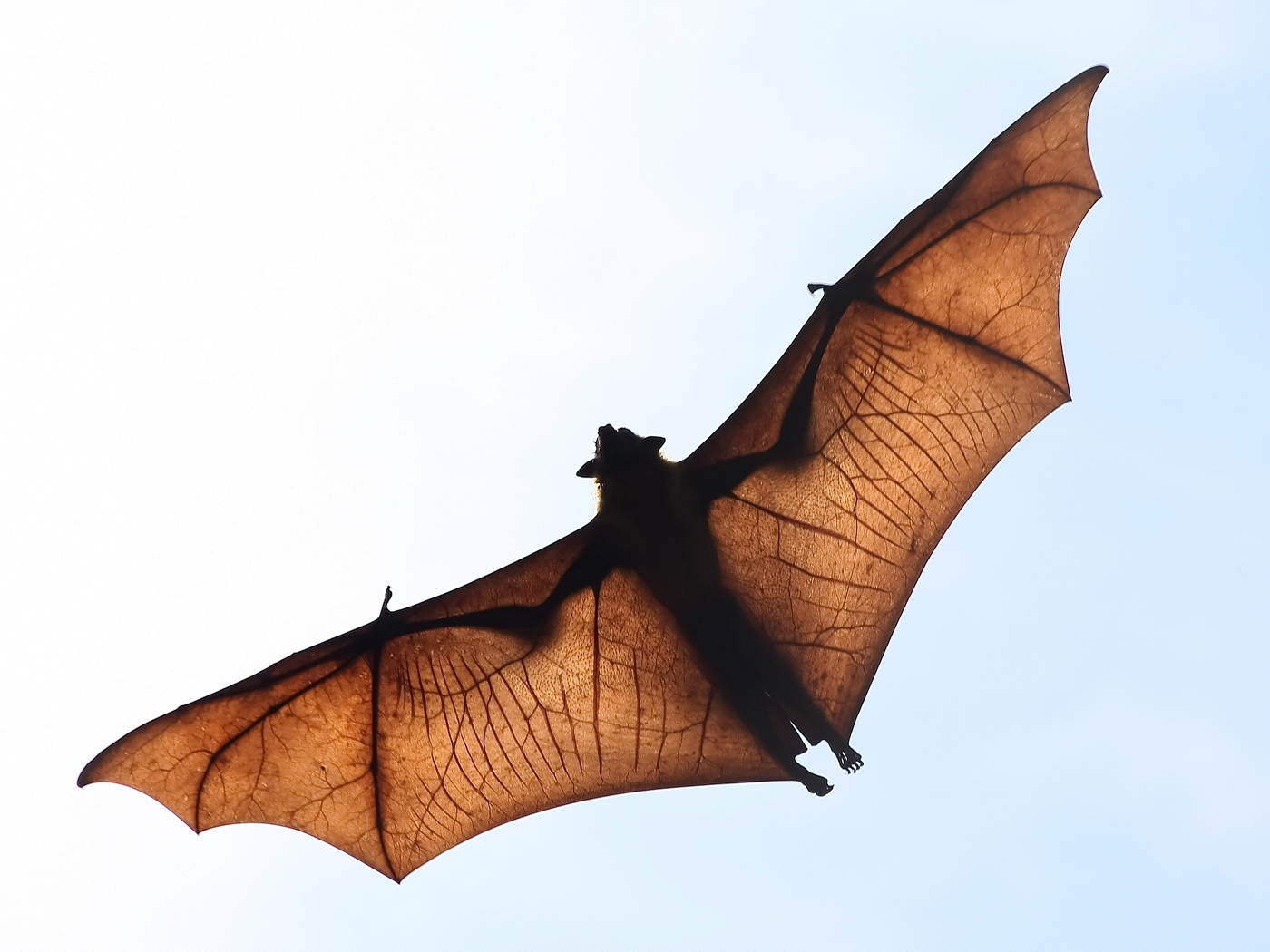 Evolution vs. a Family That Walks on All Fours | The Institute for Creation Research